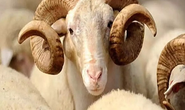 İyi Bir Kurbanlık Hayvan Nasıl Anlaşılır - HAYVANLAR ALEMİ - Garaman.net